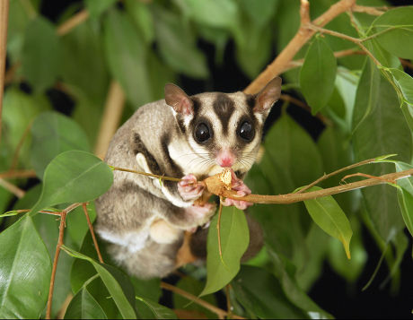Sugar Glider Possum Editorial Stock Photo - Stock Image | Shutterstock