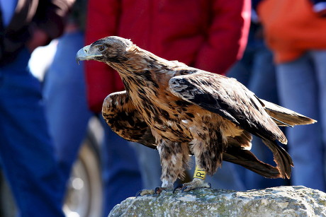 Spanish Imperial Eagle Adalberts Eagle Flies Editorial Stock Photo ...