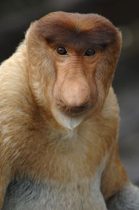 Screaming Dominant Proboscis Monkey His Permanent Editorial Stock Photo ...