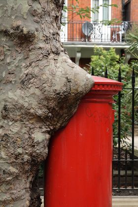 Plane Tree Eating Pillar Box Editorial Stock Photo - Stock Image ...