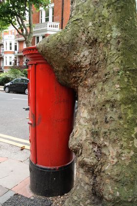 Plane Tree Eating Pillar Box Editorial Stock Photo - Stock Image ...