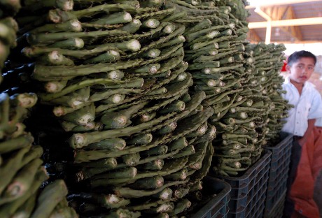 Boy Plays Next Nopal Crop Plant Editorial Stock Photo - Stock Image ...