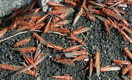African Locusts Tumble Dead After Emergency Editorial Stock Photo ...