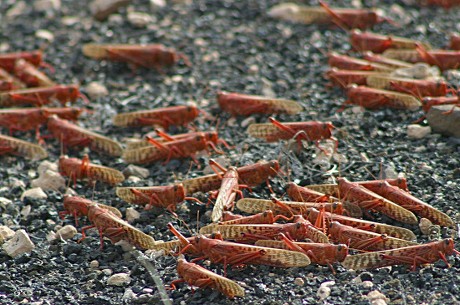 Some African Locusts That Appeared On Editorial Stock Photo - Stock ...