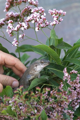 Giant Gomera Lizards Gallotia Bravoana Fed Editorial Stock Photo ...