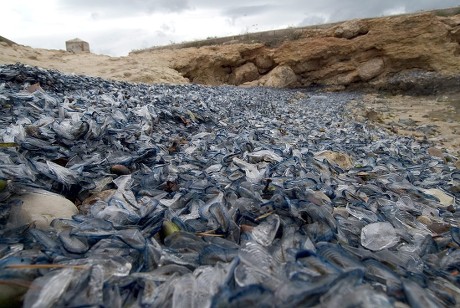 Plague Jellyfish Appeared On Coast Village Editorial Stock Photo ...