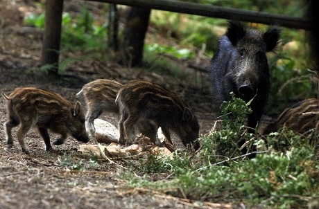 Female Wild Boar Four Young Cubs Editorial Stock Photo - Stock Image ...