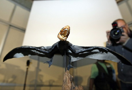 View Model Pterosaur Which Presented Along Editorial Stock Photo ...