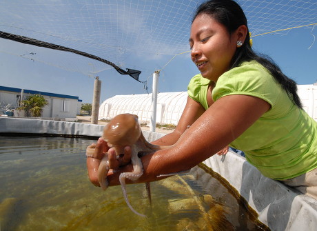 10 Octopus maya Stock Pictures, Editorial Images and Stock Photos ...