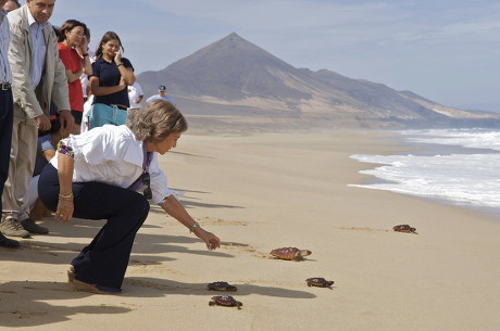 Spains Queen Sofia Releases Marine Turtles Editorial Stock Photo ...