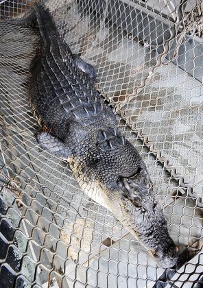 45 Metre Croc Trapped By Queensland Editorial Stock Photo - Stock Image ...