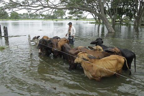 Peasant Looks After Several Cows Flooded Editorial Stock Photo - Stock ...