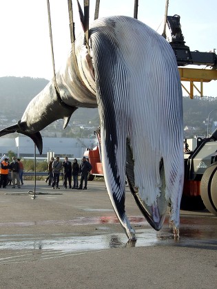 Crane Lifts Whale Which Embedded Itself Editorial Stock Photo - Stock ...