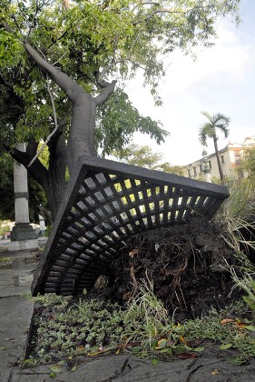 View Fallen Tree Pinar Del Rio Editorial Stock Photo - Stock Image ...