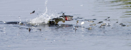 Pike Leaps Out Water While Chasing Editorial Stock Photo - Stock Image ...