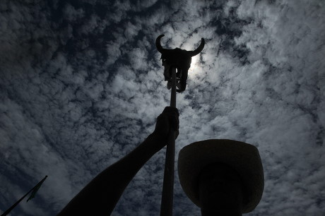 Brazilian Northeastern Farmer Protests Holding Cow Editorial Stock ...