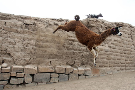 Llama Runs Sanctuary Peruvian Prehispanic God Editorial Stock Photo ...