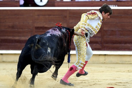 Spanish Apprentice Bullfighter Mario Alcalde Gored Editorial Stock ...