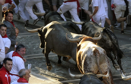 Runners Chased By Bulls Miura Ranch Editorial Stock Photo - Stock Image ...