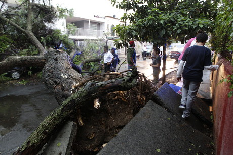 People Look Fallen Tree Crack Pavement Editorial Stock Photo - Stock ...