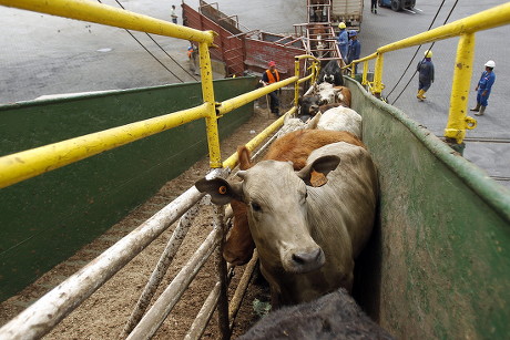 View Some 19 Thousand Cattle Heading Editorial Stock Photo - Stock ...