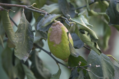 Lemon Showing Signs Frost Damage Hangs Editorial Stock Photo - Stock ...