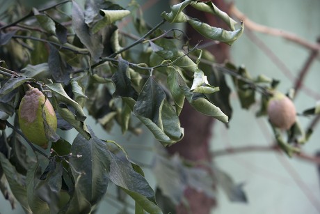 Lemon Showing Signs Frost Damage Hangs Editorial Stock Photo - Stock ...