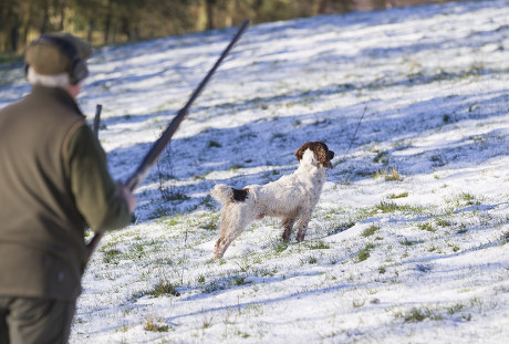 __COUNT__ Hartoft Rigg pheasant game shoot near Rosedale, North ...