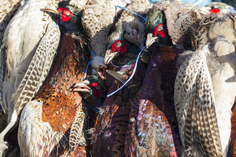 Hartoft Rigg Pheasant Game Shoot Near Editorial Stock Photo - Stock ...