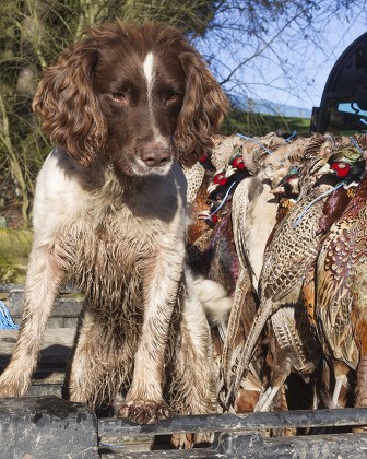 Hartoft Rigg Pheasant Game Shoot Near Editorial Stock Photo - Stock ...