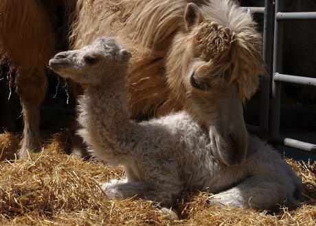 New Born Bactrian Camel Makes First Editorial Stock Photo - Stock Image ...