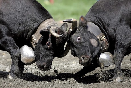 Two Cows Fight During Traditional Annual Editorial Stock Photo - Stock ...