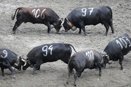 Cows Fight During Traditional Annual Combats Editorial Stock Photo ...