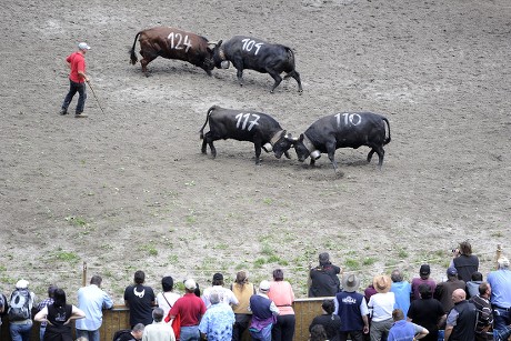 Cows Fight During Traditional Annual Combats Editorial Stock Photo ...