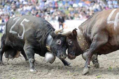 Cows Fight During Traditional Annual Combats Editorial Stock Photo ...