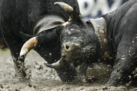 Two Cows Fight During Traditional Annual Editorial Stock Photo - Stock ...