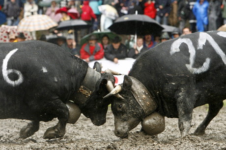 Two Cows Fight During Traditional Annual Editorial Stock Photo - Stock ...