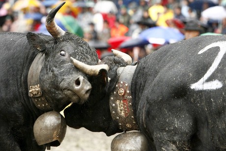 Two Cows Fight During Traditional Annual Editorial Stock Photo - Stock ...