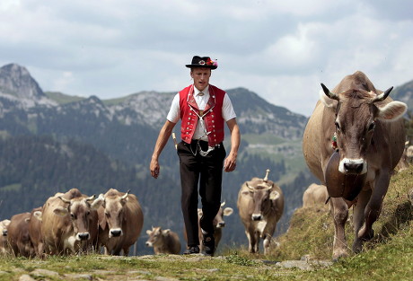 Swiss Farmer Wearing Traditional Costume Heads Editorial Stock Photo ...