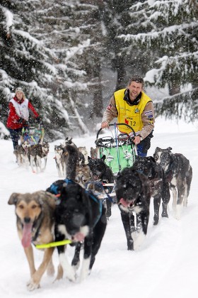 Musher His Sledge Dogs Compete During Editorial Stock Photo - Stock ...