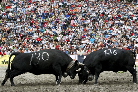 Two Cows Fight During Traditional Annual Editorial Stock Photo - Stock ...