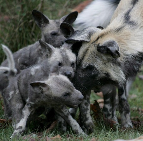 Young African Wild Dogs Lycaon Pictus Editorial Stock Photo - Stock ...