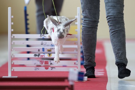 Rabbit Jumps Over Obstacle During Rabbit Editorial Stock Photo - Stock ...