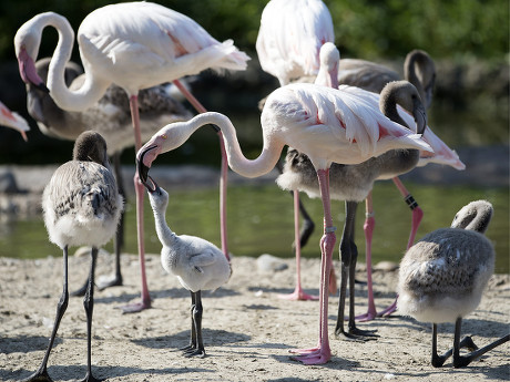 Greater Flamingo Phoenicopterus Roseus Turns His Editorial Stock Photo ...