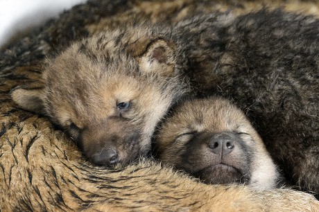 Two Onemonth Old Baby Wolves Cuddle Editorial Stock Photo - Stock Image ...