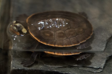 Young Redbellied Shortnecked Turtle Jardine River Editorial Stock Photo ...