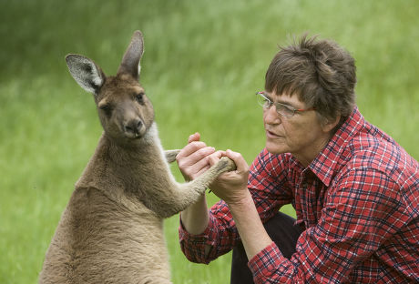 Carol Lander Rescued Kangaroo Editorial Stock Photo - Stock Image ...