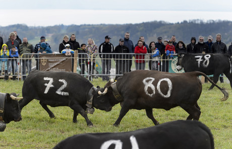 Two Cows Fight During Traditional Combats Editorial Stock Photo - Stock ...