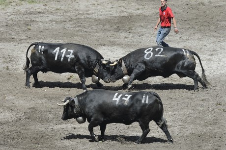 Two Herens Breed Cows Fight During Editorial Stock Photo - Stock Image ...