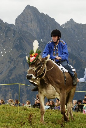 Participant Rides Cow During Cow Race Editorial Stock Photo - Stock ...